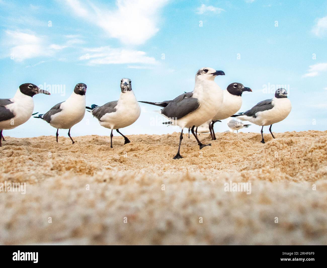 Funny seagulls hi-res stock photography and images - Alamy