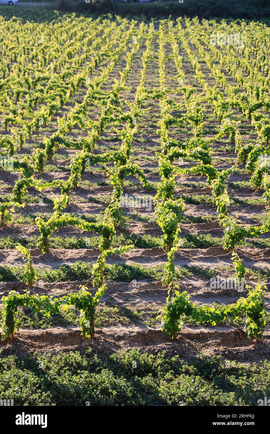 Jeunes pieds de vigne dans le vignoble de Bordeaux. Renouvellement de ...