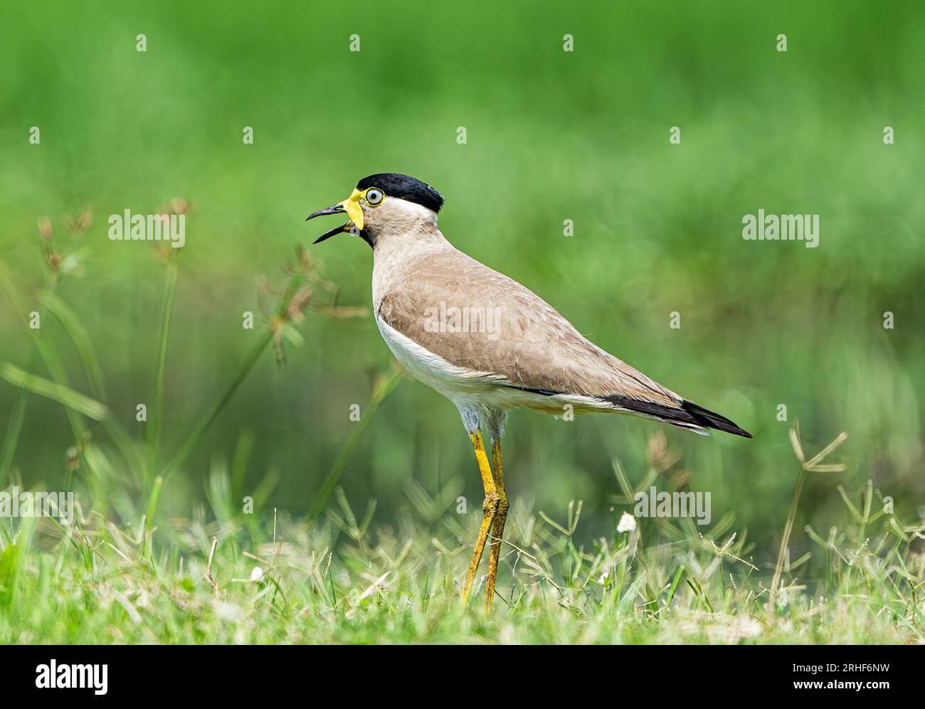 Bird in Fly, Indian Pitta and Yellow Lapwing Stock Photo - Alamy