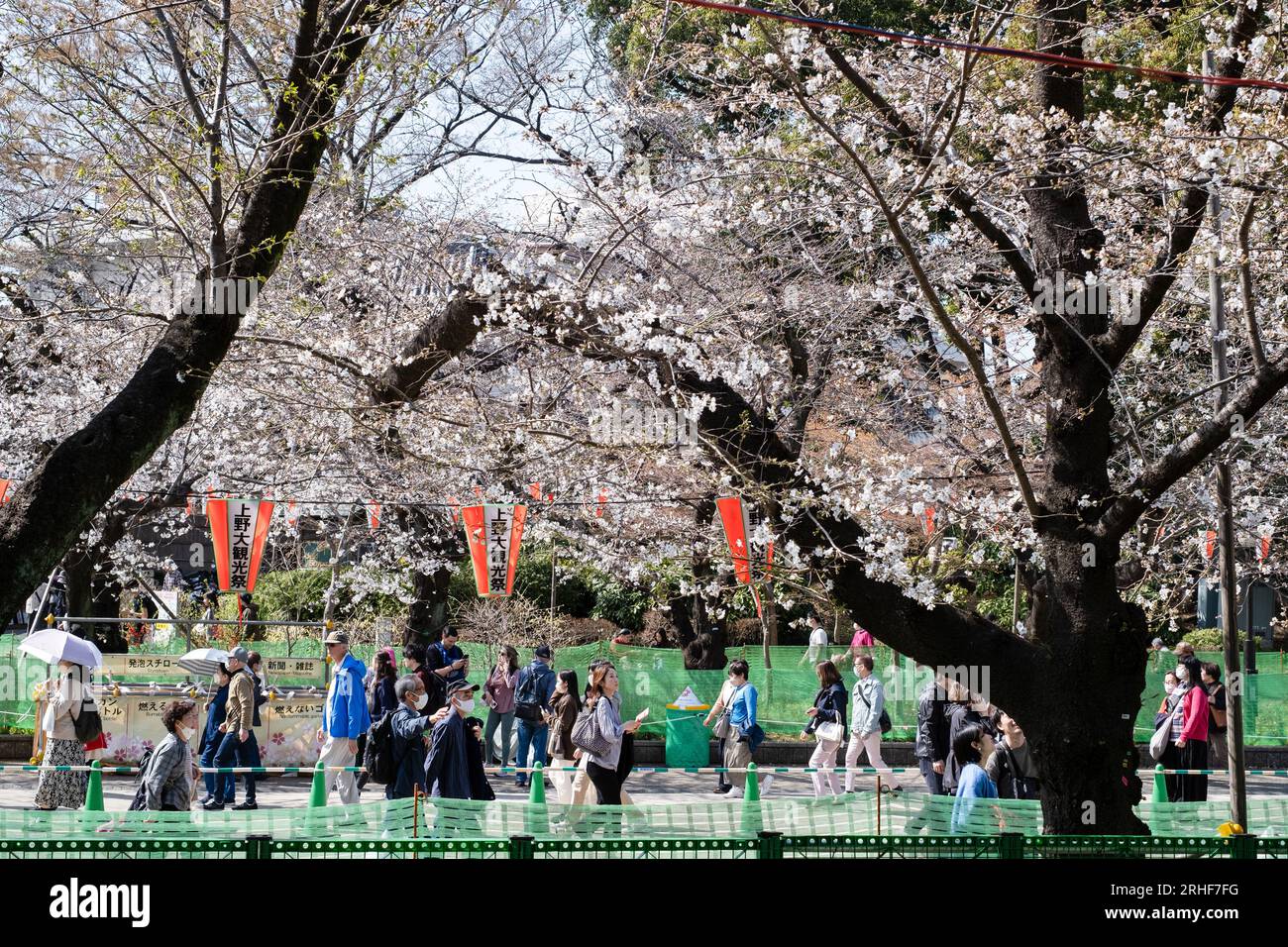 Cherry blossom (sakura) viewing in Ueno Park, Ueno, Tokyo, Japan Stock Photo - Alamy