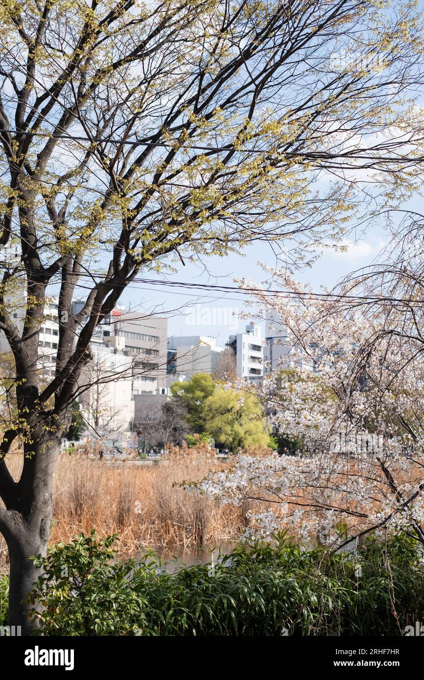 View of cherry blossom (sakura) and grasses across Shinobazu Pond, Ueno ...