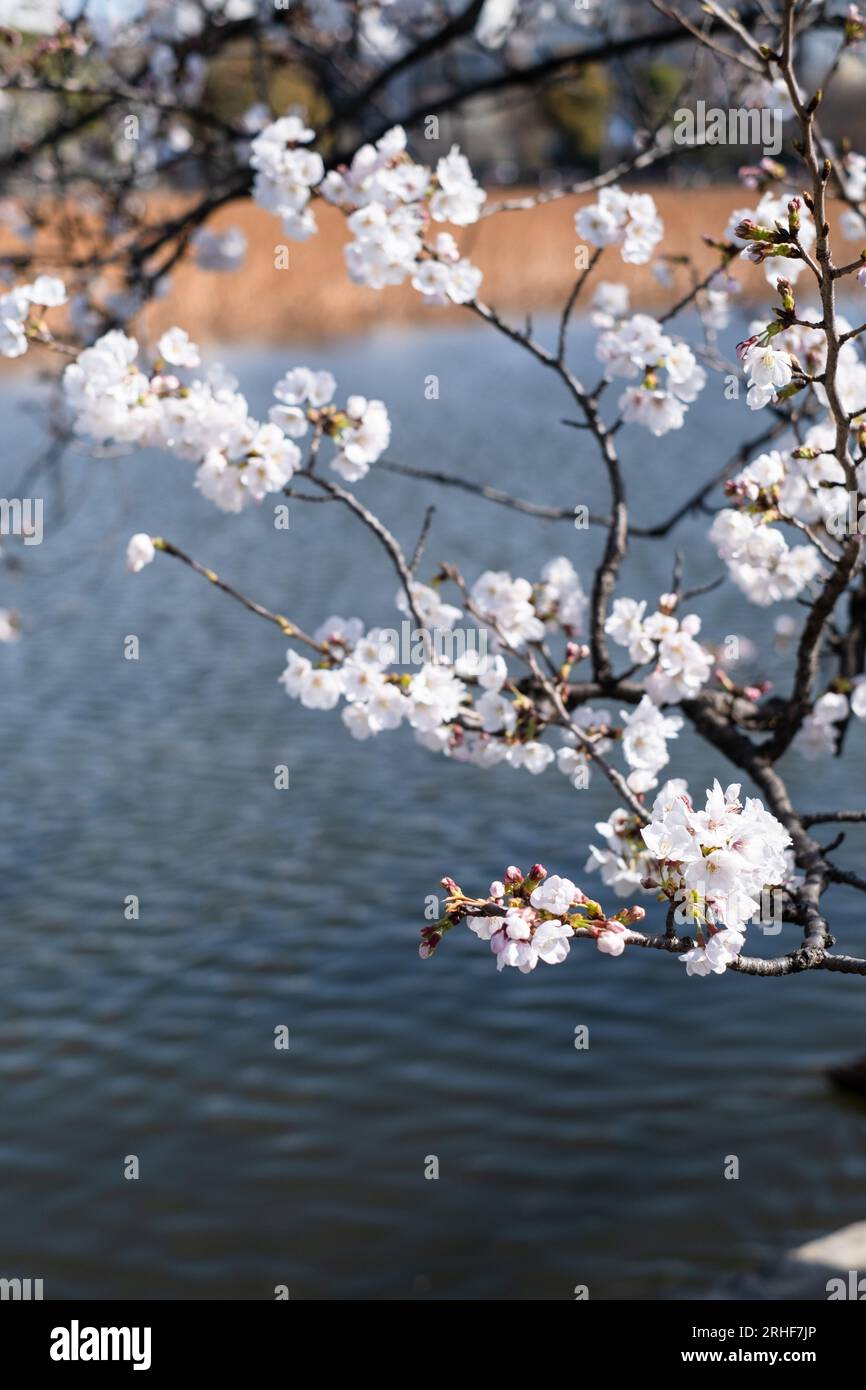 Cherry blossom (sakura) with Shinobazu Pond behind, Ueno Park, Ueno ...