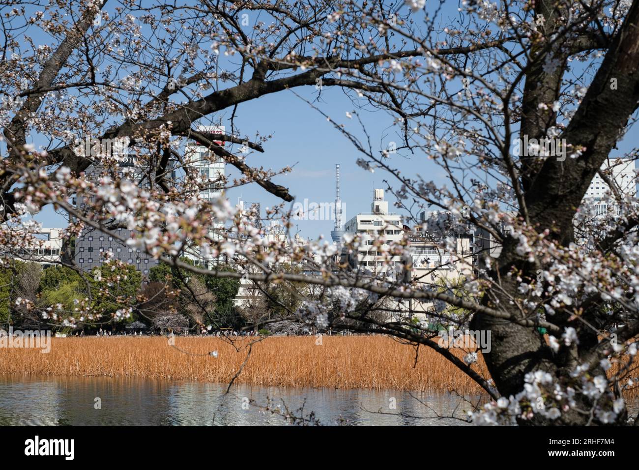 View through cherry blossom (sakura) and grasses across Shinobazu Pond, Ueno Park, towards the ...