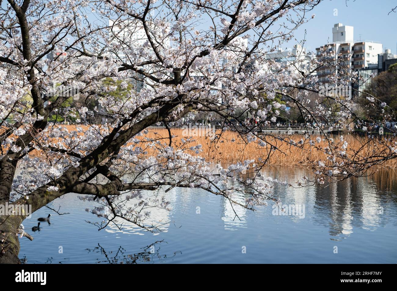 View of cherry blossom (sakura) and grasses by Shinobazu Pond, Ueno ...