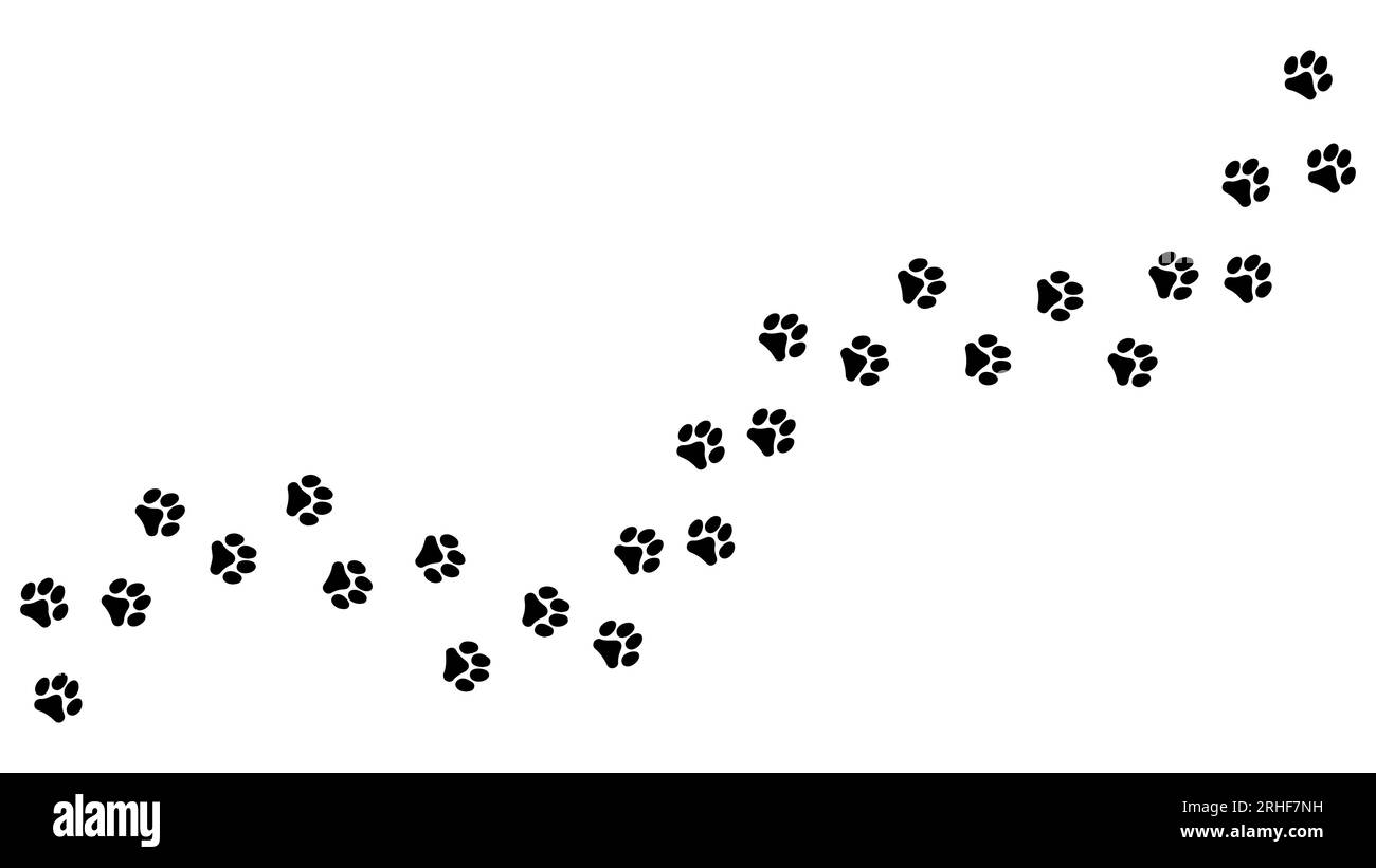 Track of paw footprints from a cat, tiger, lion, jaguar, panther, leopard, snow bars, cougar ...