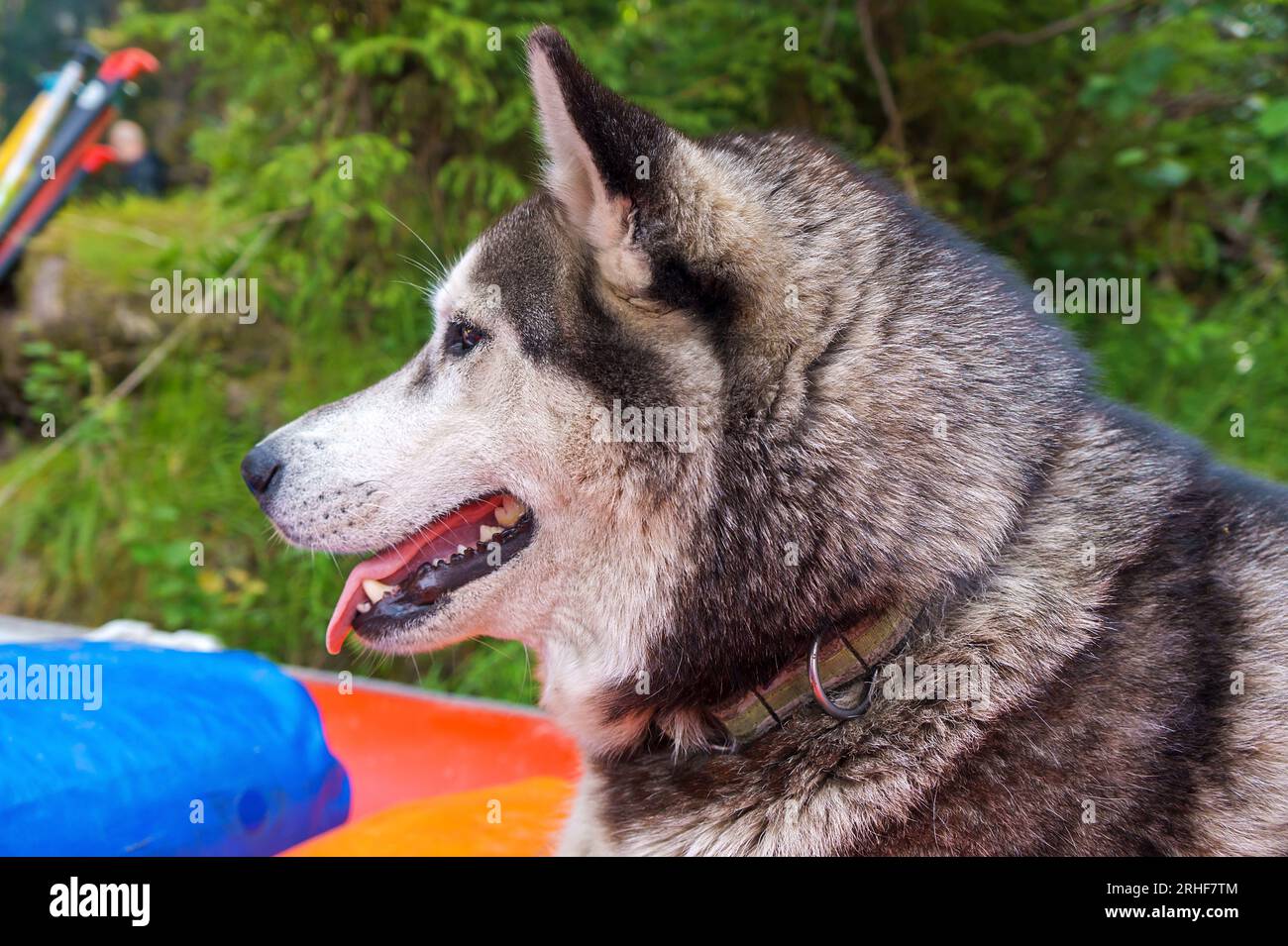 Husky dog. Red raft and a dog near the river. Raft on the river Stock ...