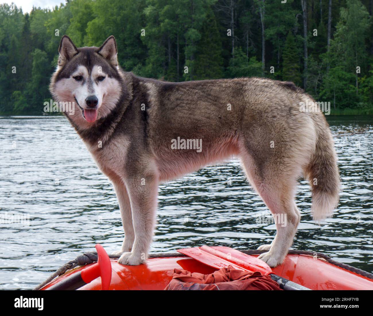 Husky dog. Red raft and a dog near the river. Raft on the river Stock ...