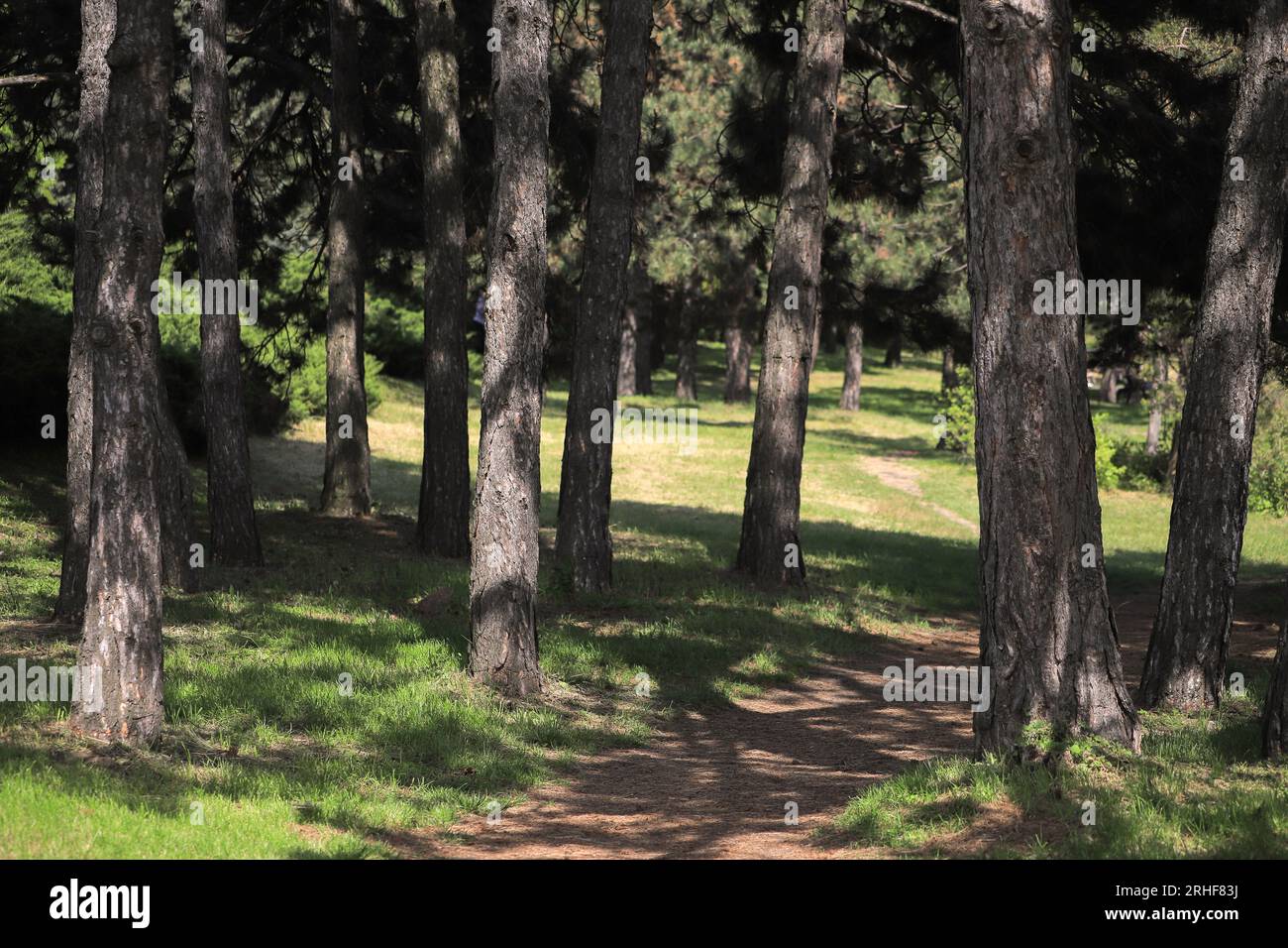 Summer pathway path in the of hi-res stock photography and images - Alamy