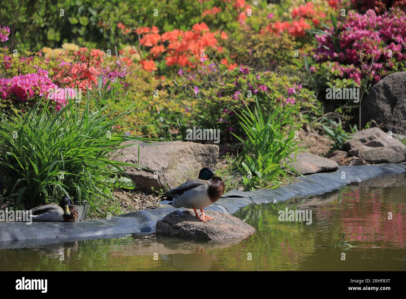 One duck hi-res stock photography and images - Alamy