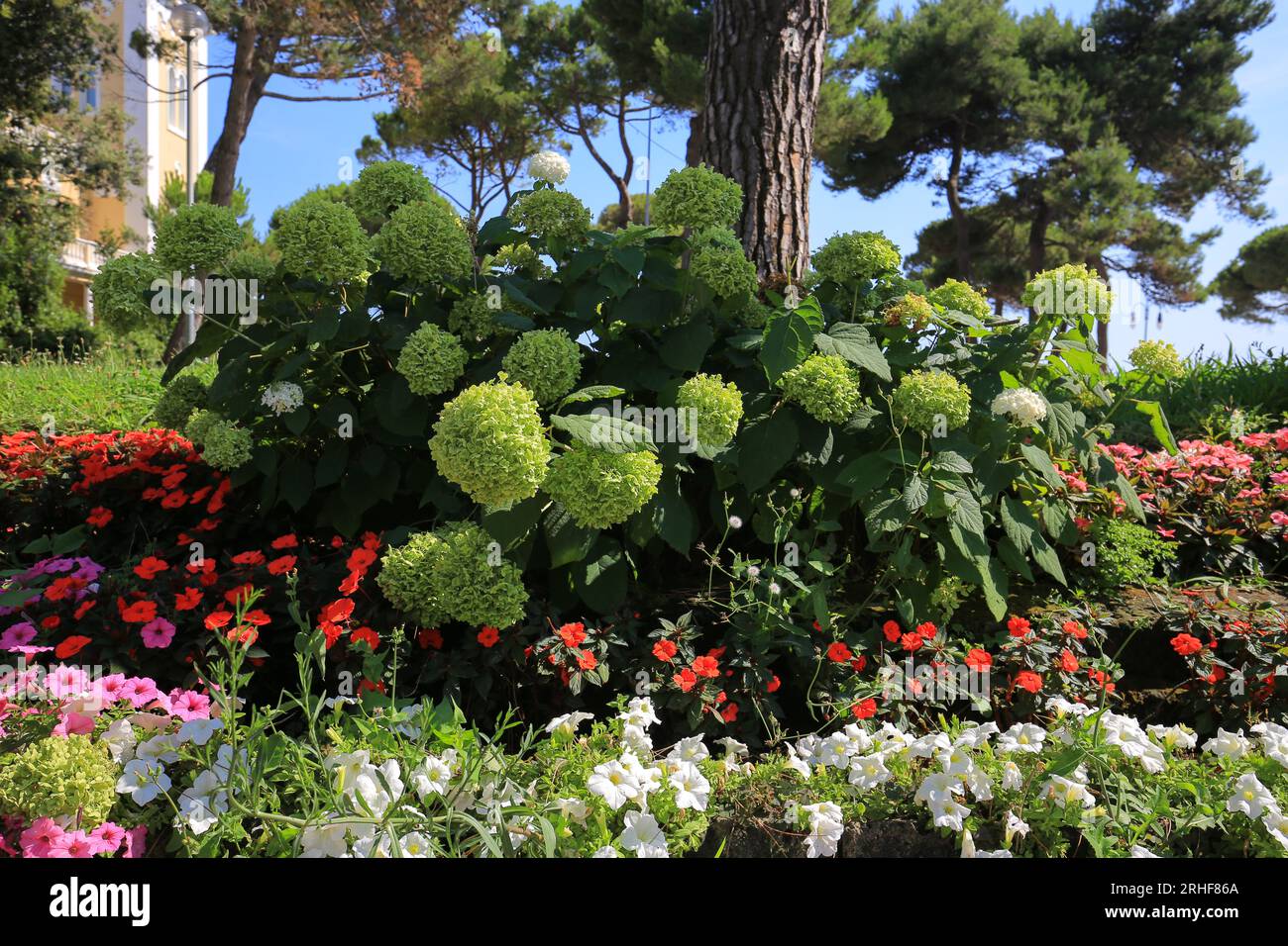 Hydrangea flowers in a flower bed on the street Stock Photo - Alamy