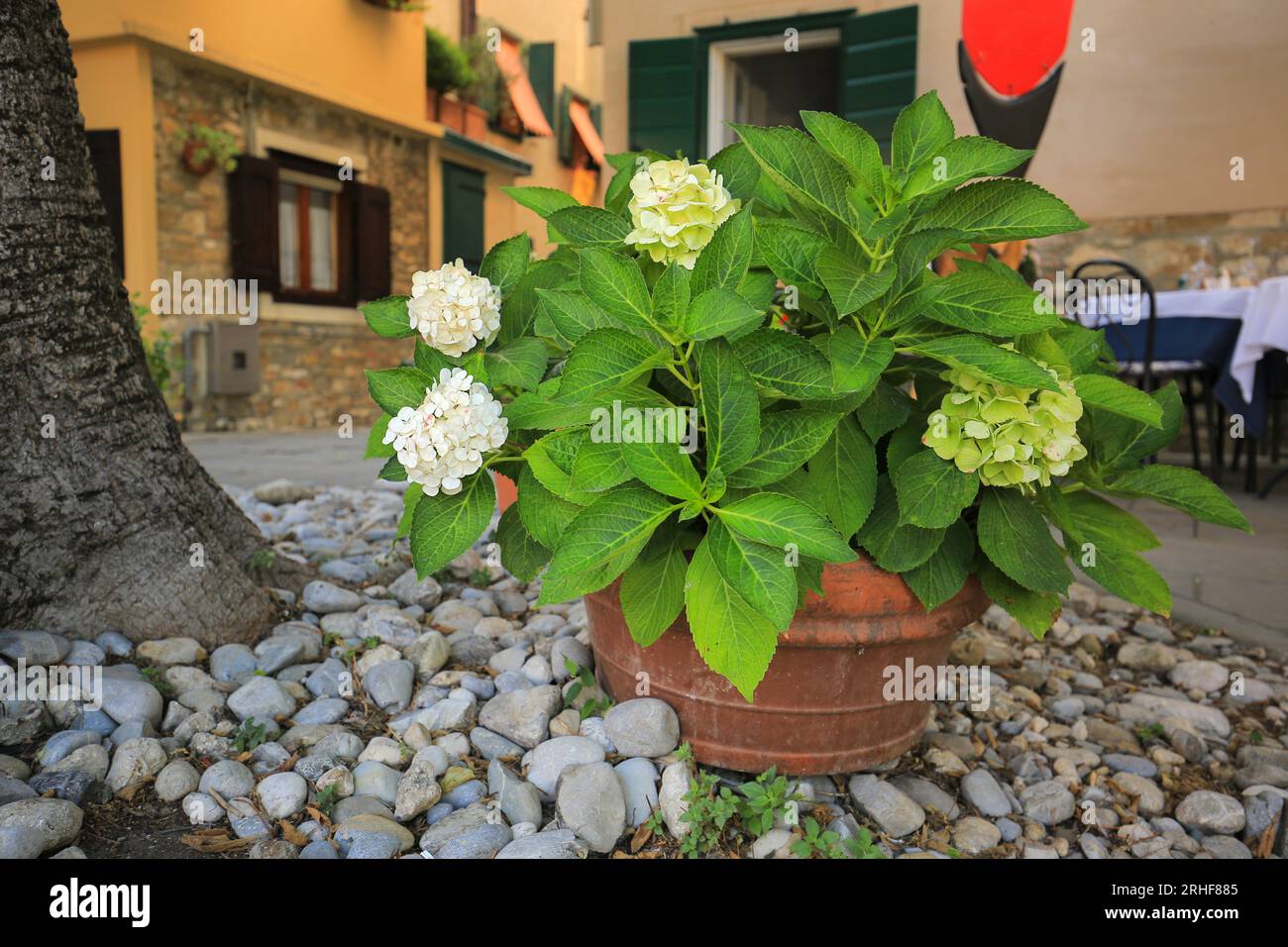 Hydrangea flowers in the pot on the street in Grado city Stock Photo ...