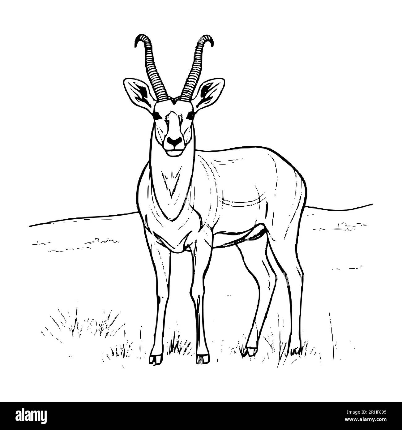 Antelope Coloring Pages For Kids Stock Vector Image & Art - Alamy