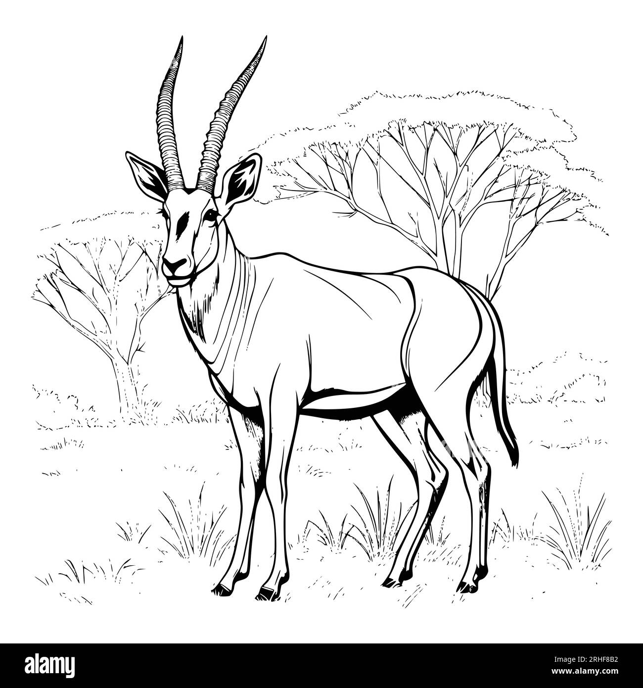 Antelope coloring page hi-res stock photography and images - Alamy