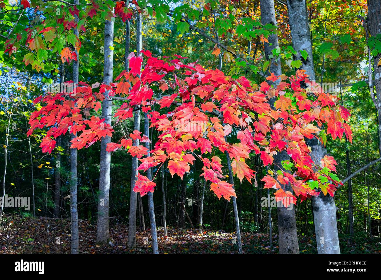 Toupload hi-res stock photography and images - Alamy