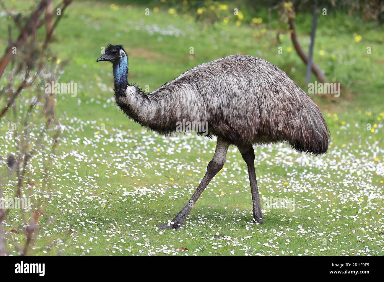 853 Emu bird walking the daisies-covered wetland inside the Tower Hill ...
