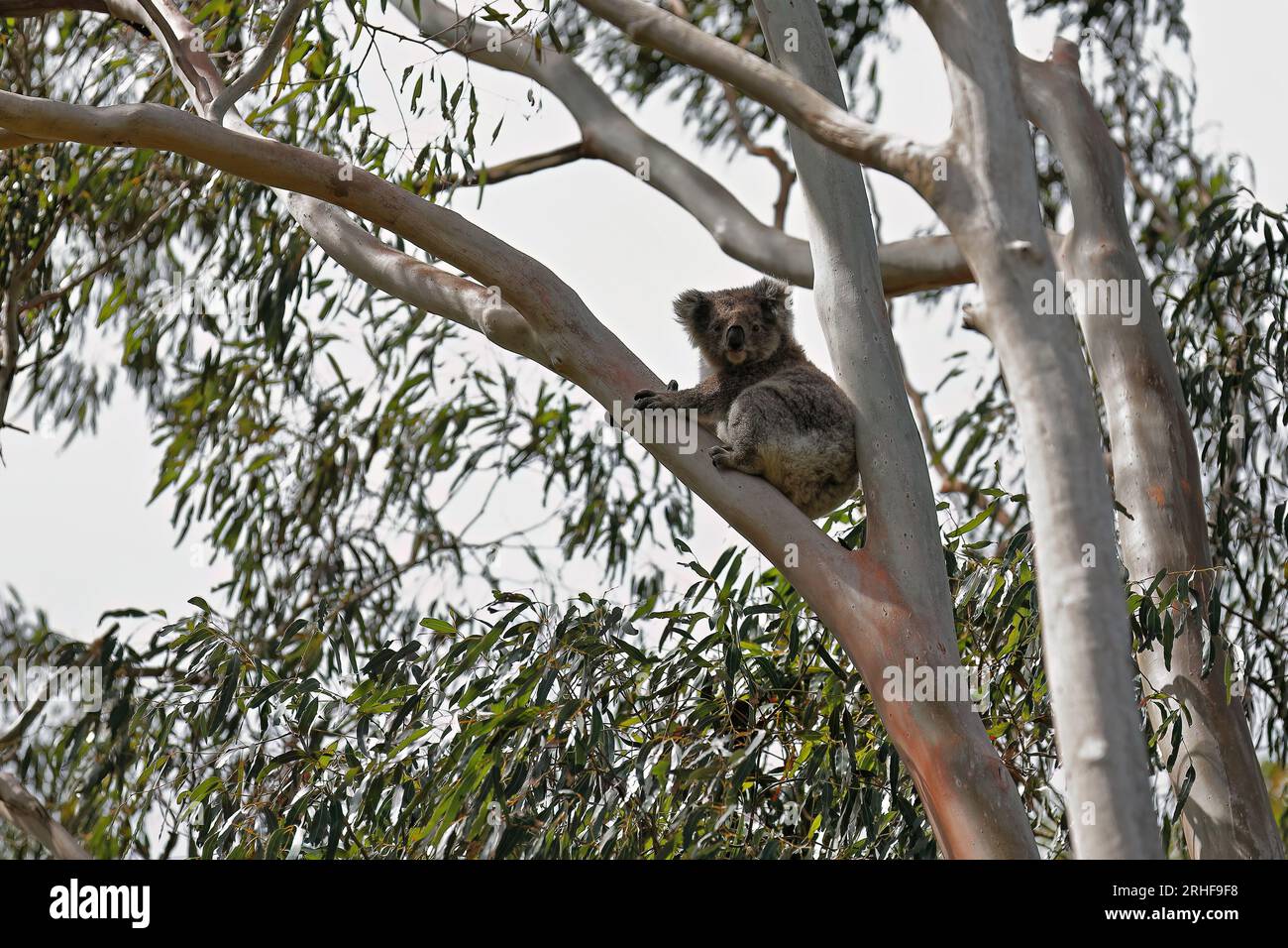 854 Victorian koala sitting on a eucalyptus tree branch while looking ...