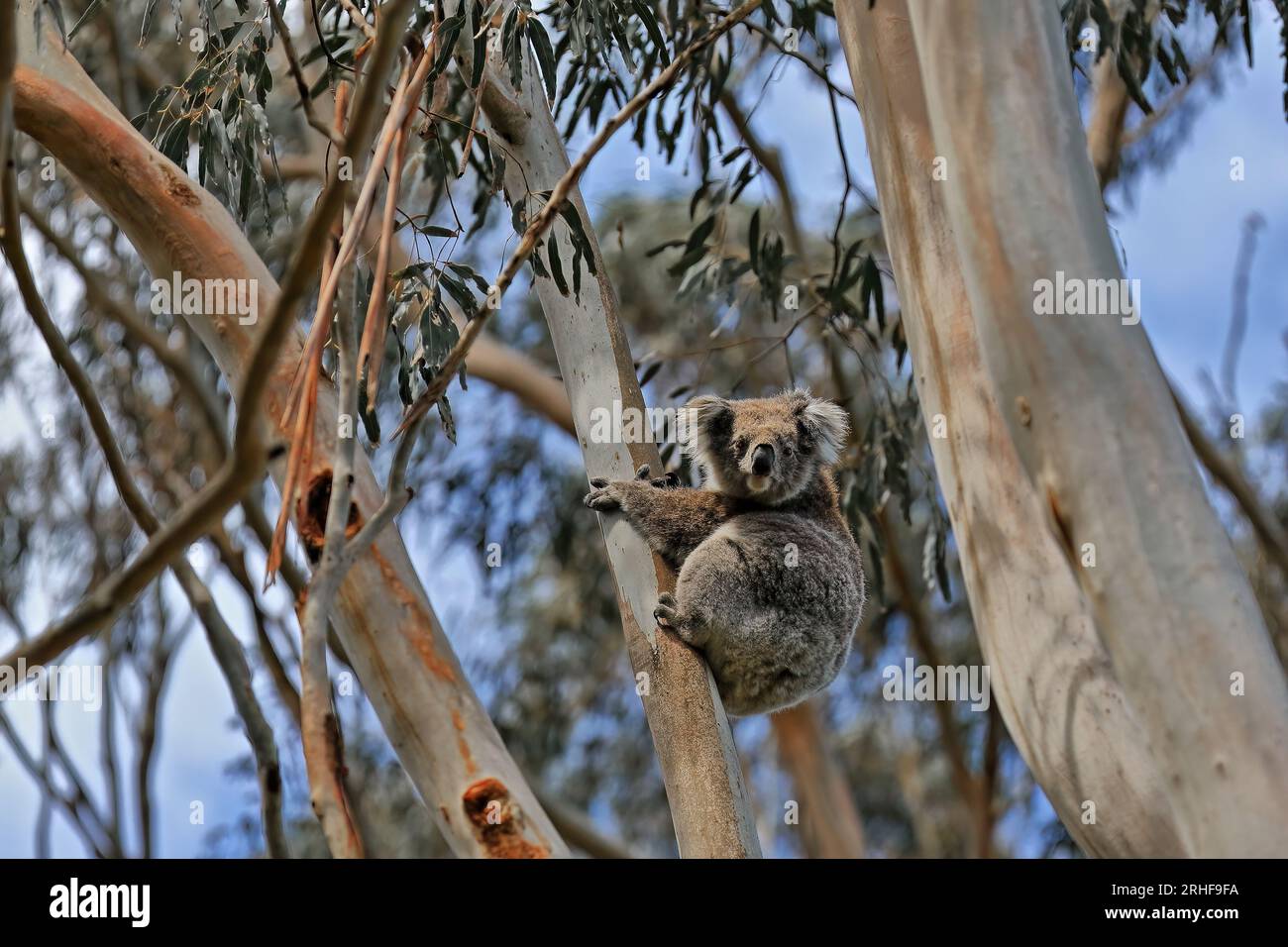 Tower hill wildlife reserve koala hi-res stock photography and images ...