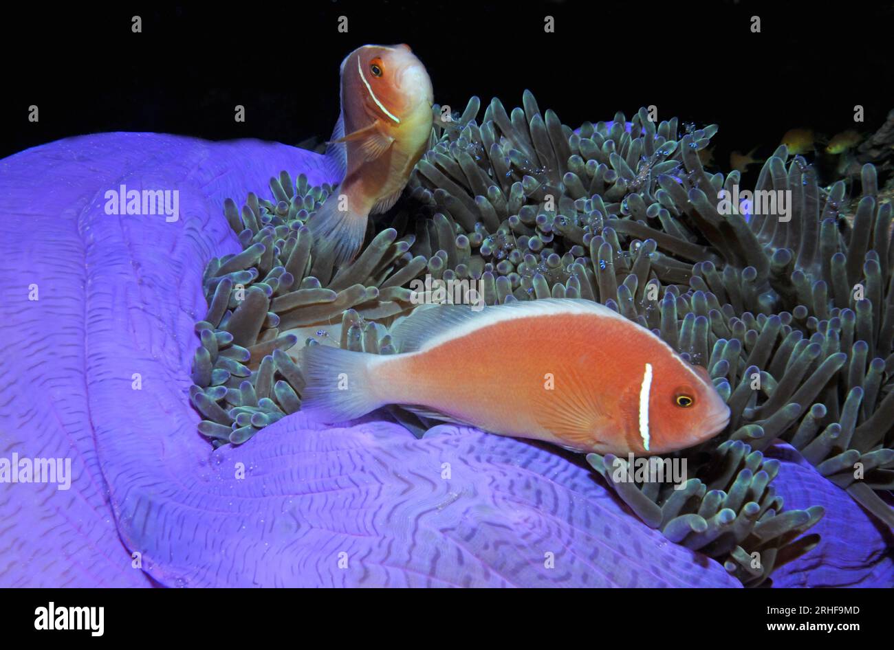 Mare e Oceano Stock Photo - Alamy