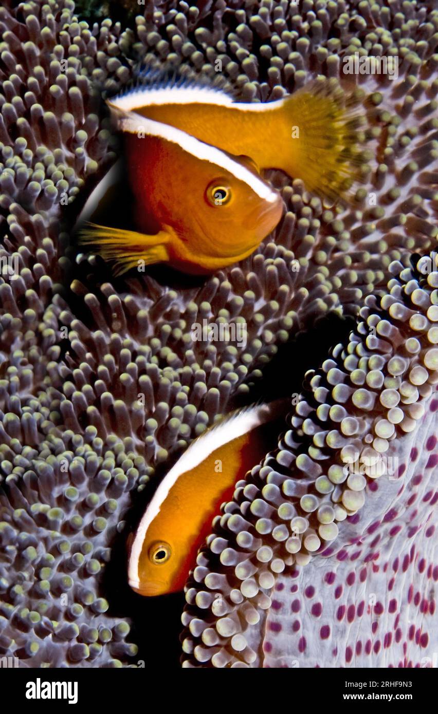 Mare e Oceano Stock Photo - Alamy