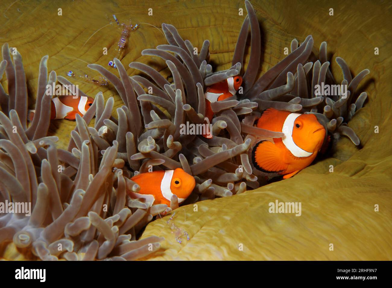 Mare e Oceano Stock Photo - Alamy
