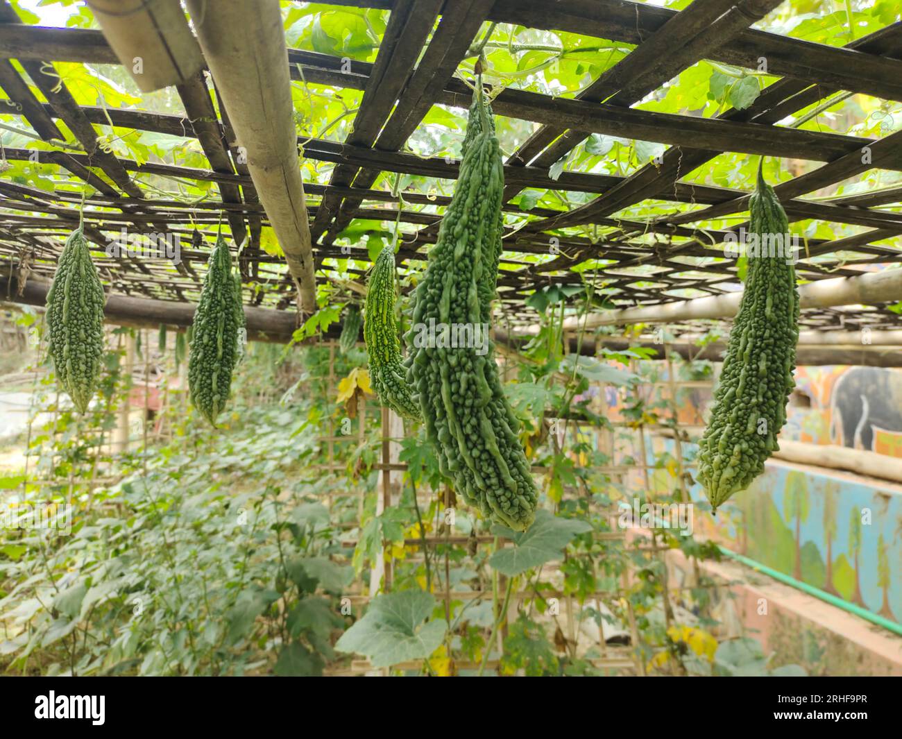 People plant vegetable and fruit trees for food at the Balukhali ...