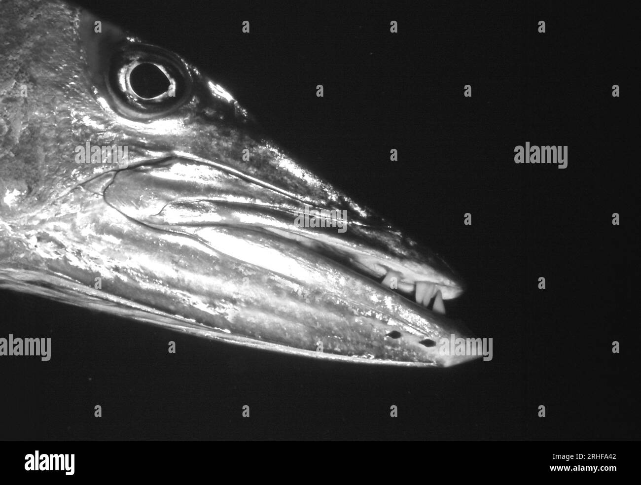 Pesci pesci pesce pesce fisch hi-res stock photography and images - Alamy