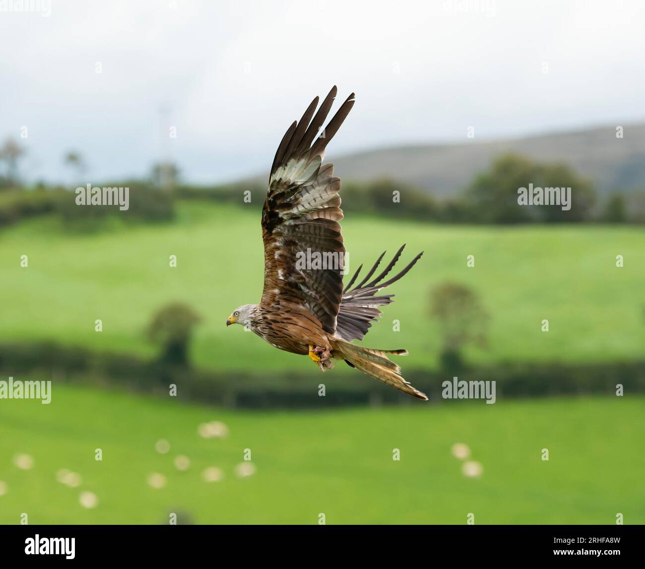 Kite flying photos hi-res stock photography and images - Alamy