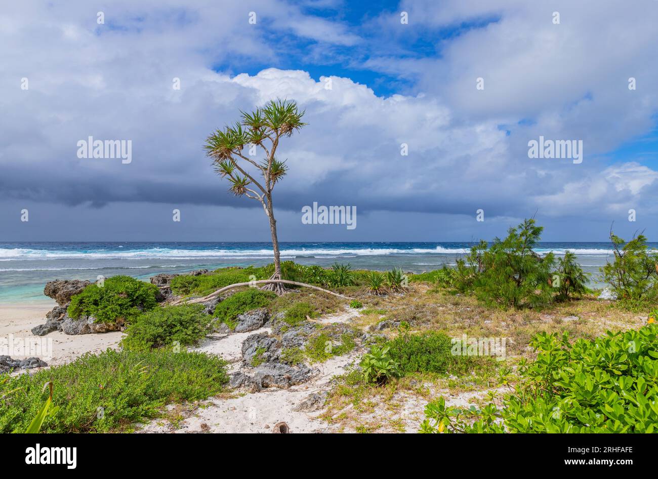 Pandanus trees growing along the beach on Efate Island, near Port Vila ...