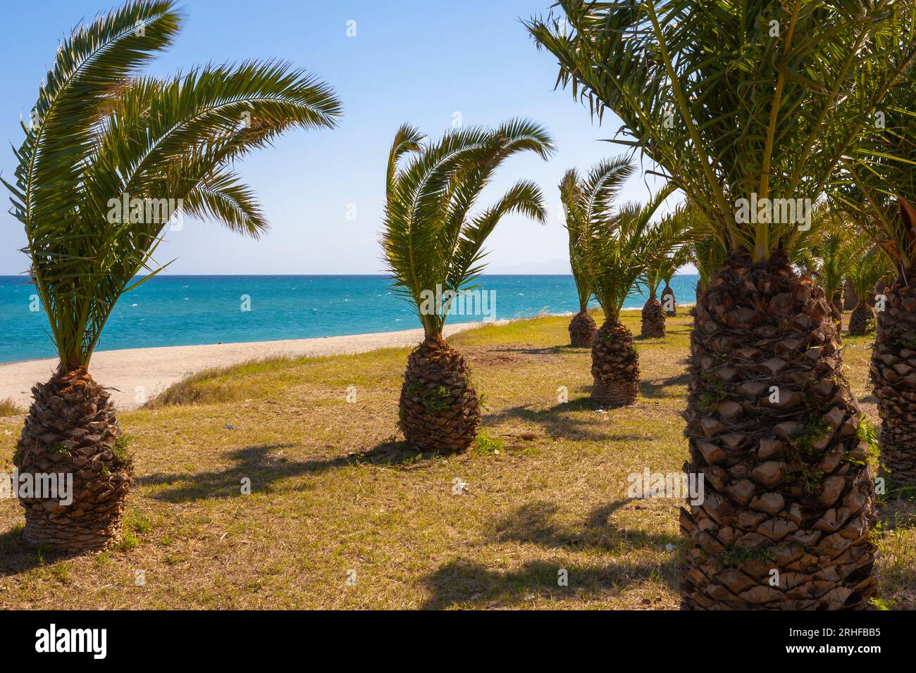 Palm trees planted by the beach at Roccella Ionica, Calabria, Southern ...