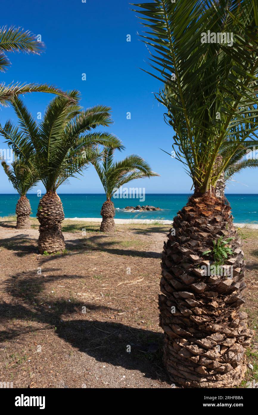 Palm trees planted by the beach at Roccella Ionica, Calabria, Southern ...