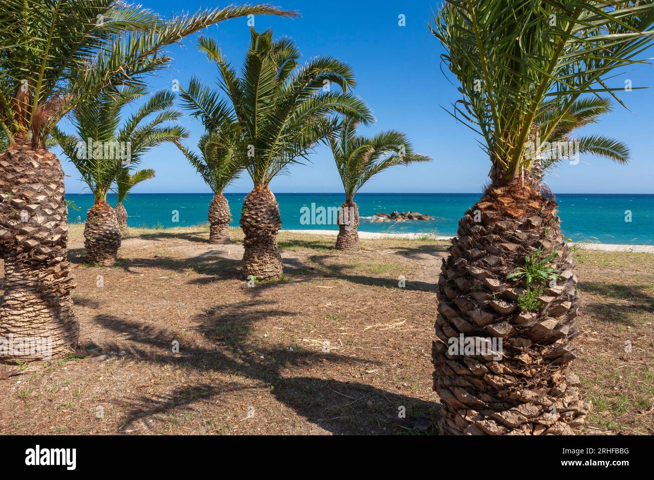 Palm trees planted by the beach at Roccella Ionica, Calabria, Southern ...