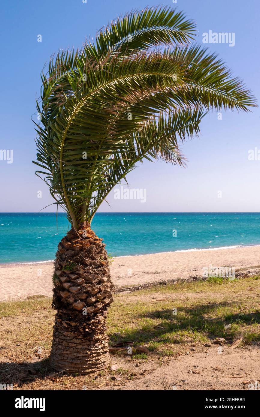 Palm tree by the beach at Roccella Ionica, Calabria, Southern Italy ...