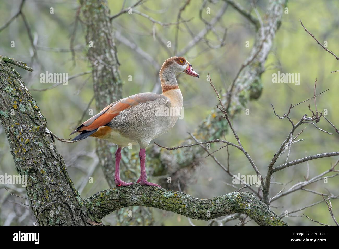 Egyptian goose and branches hi-res stock photography and images - Alamy