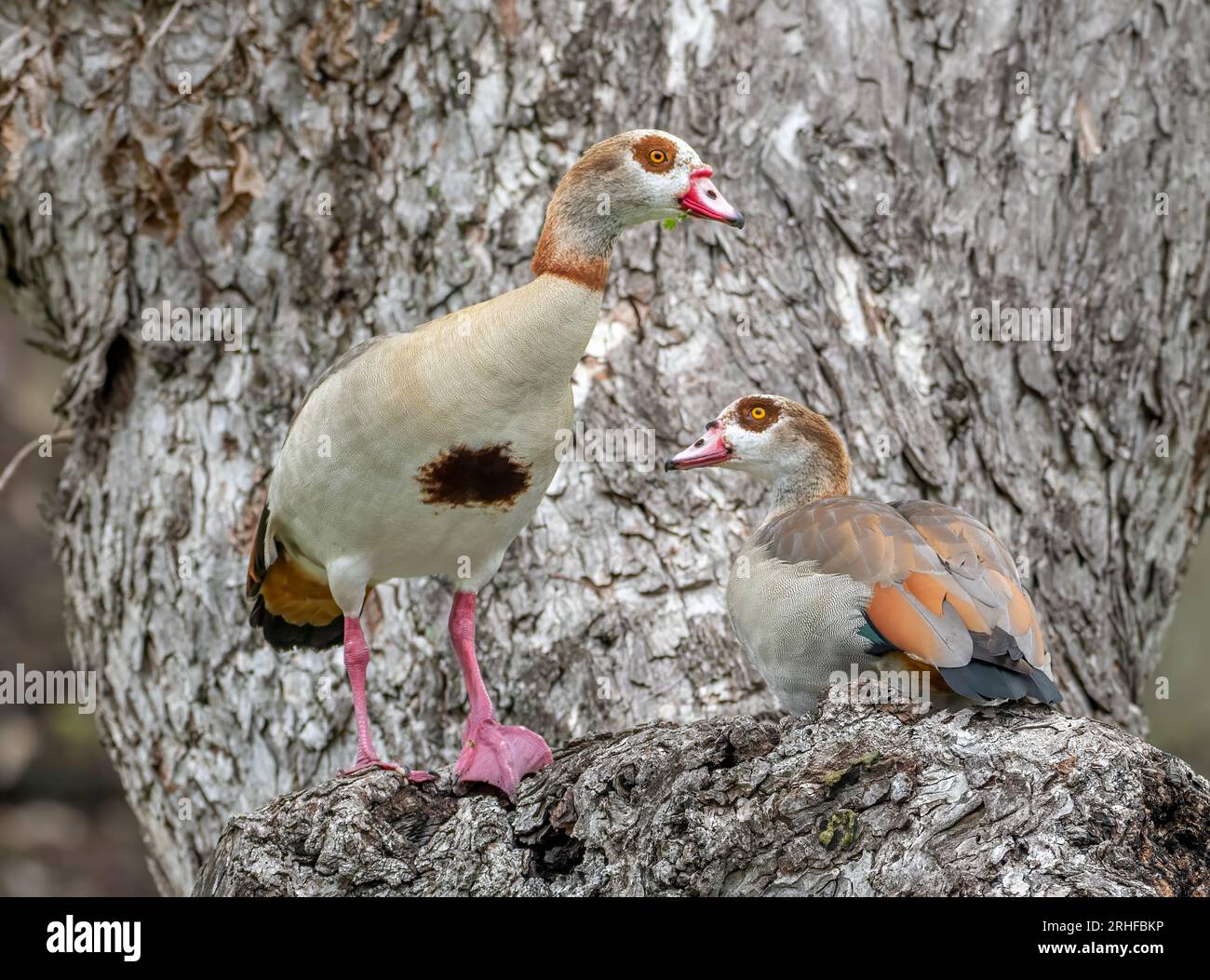 This pair of Egyptian Geese seemed to favor the large low hanging ...