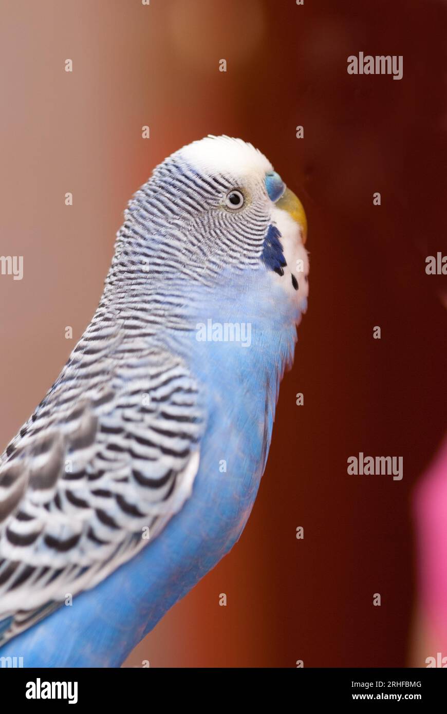 Baby budgie hi-res stock photography and images - Alamy
