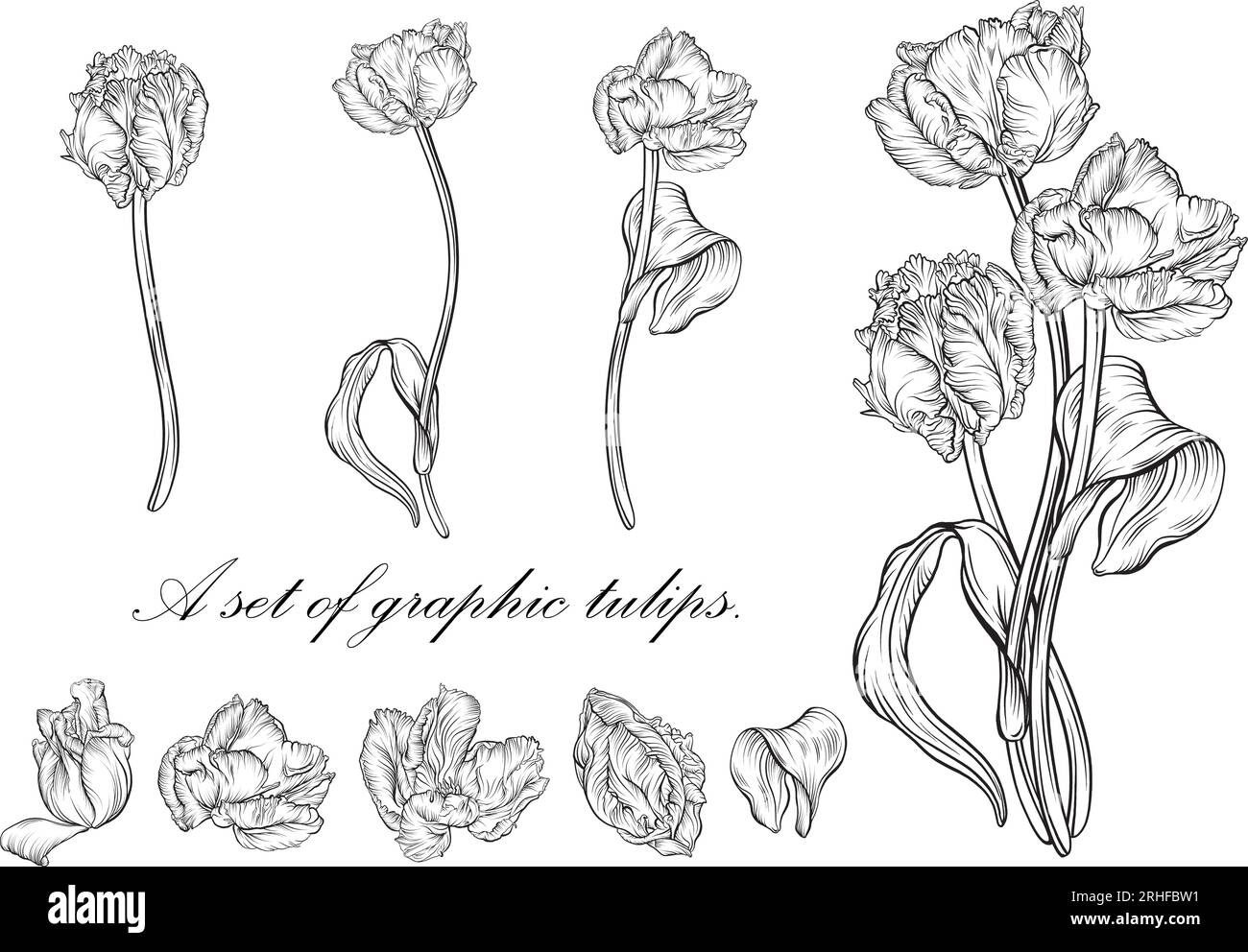 Tulip line art hi-res stock photography and images - Alamy