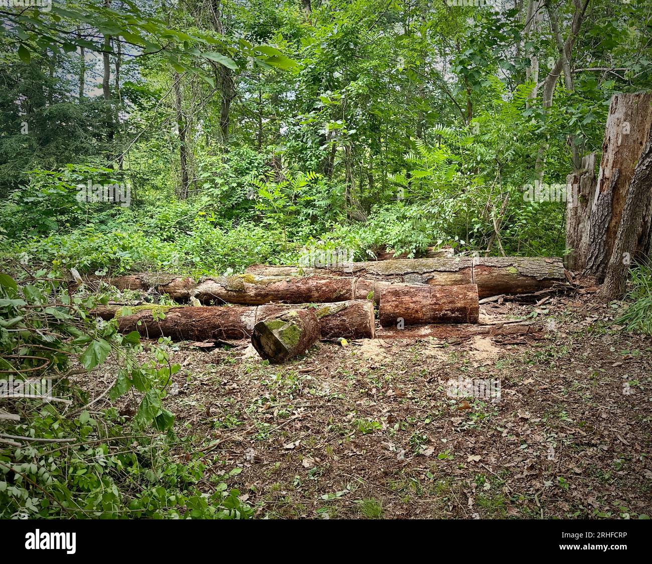Greed trees hi-res stock photography and images - Alamy