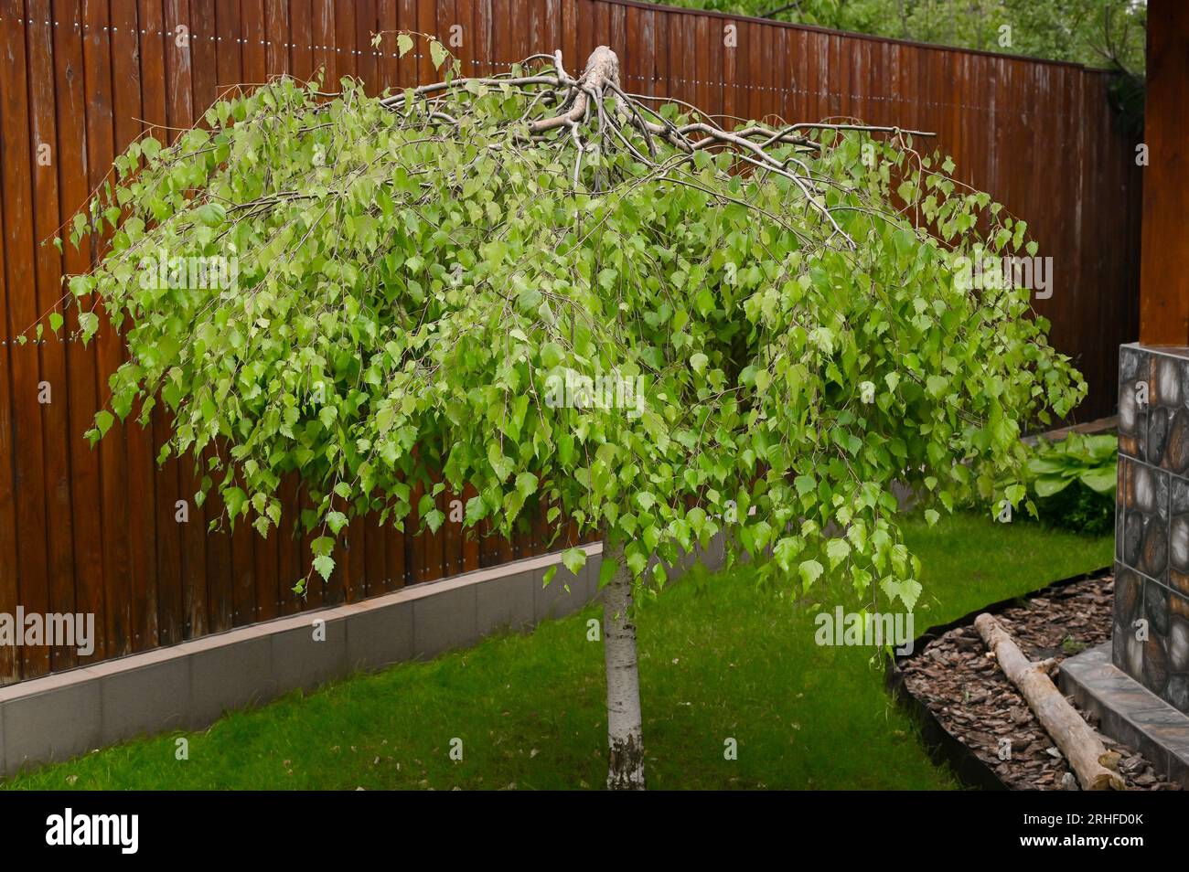 birch in the garden. landshavtny design. dwarf stunted tree Stock Photo ...