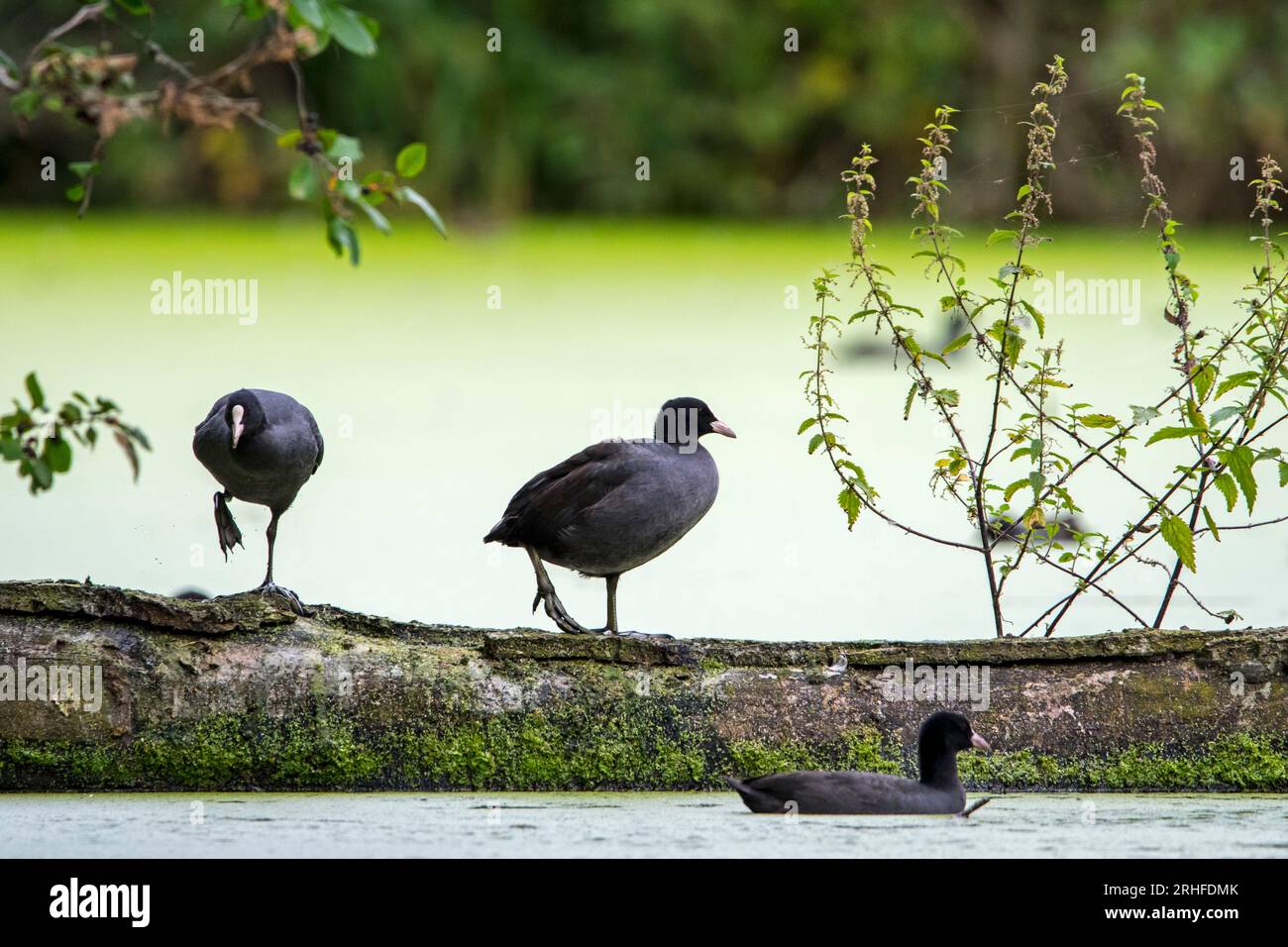 Resting common coots hi-res stock photography and images - Alamy
