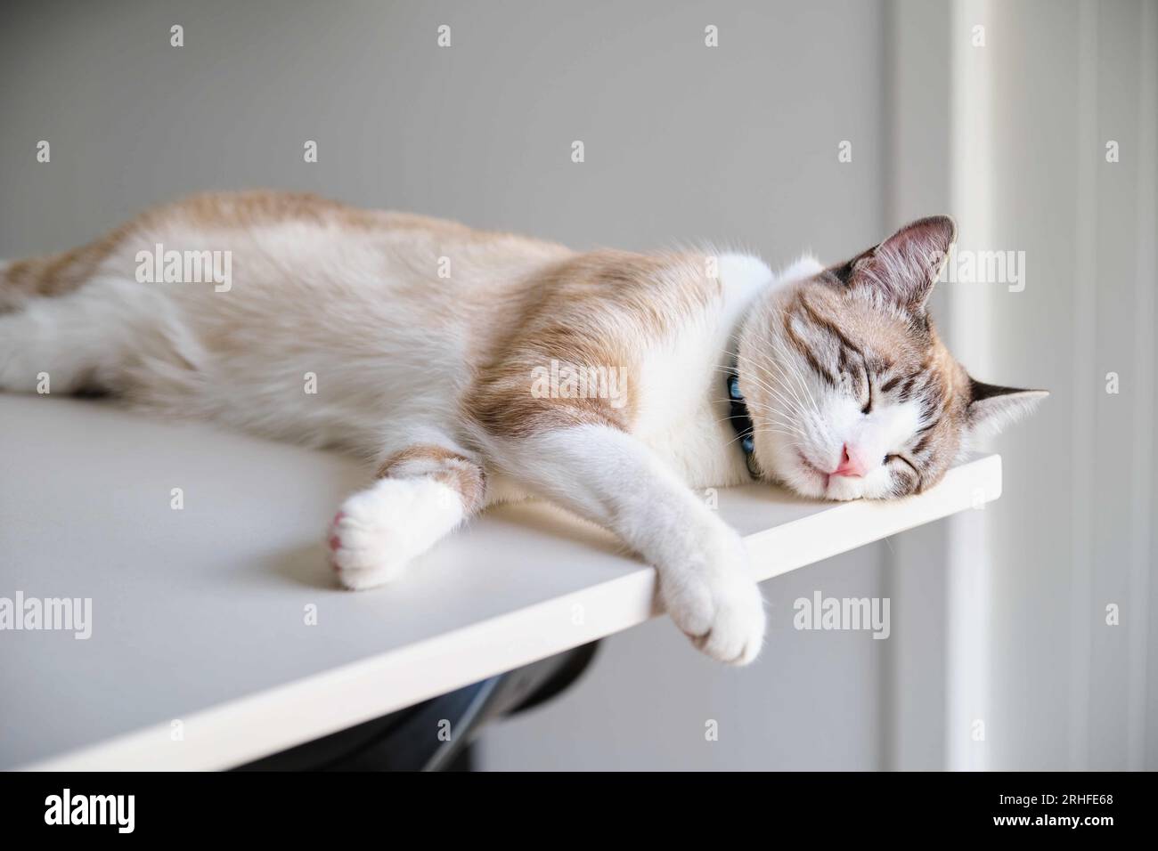 Cat sleeping on kitchen counter Stock Photo - Alamy