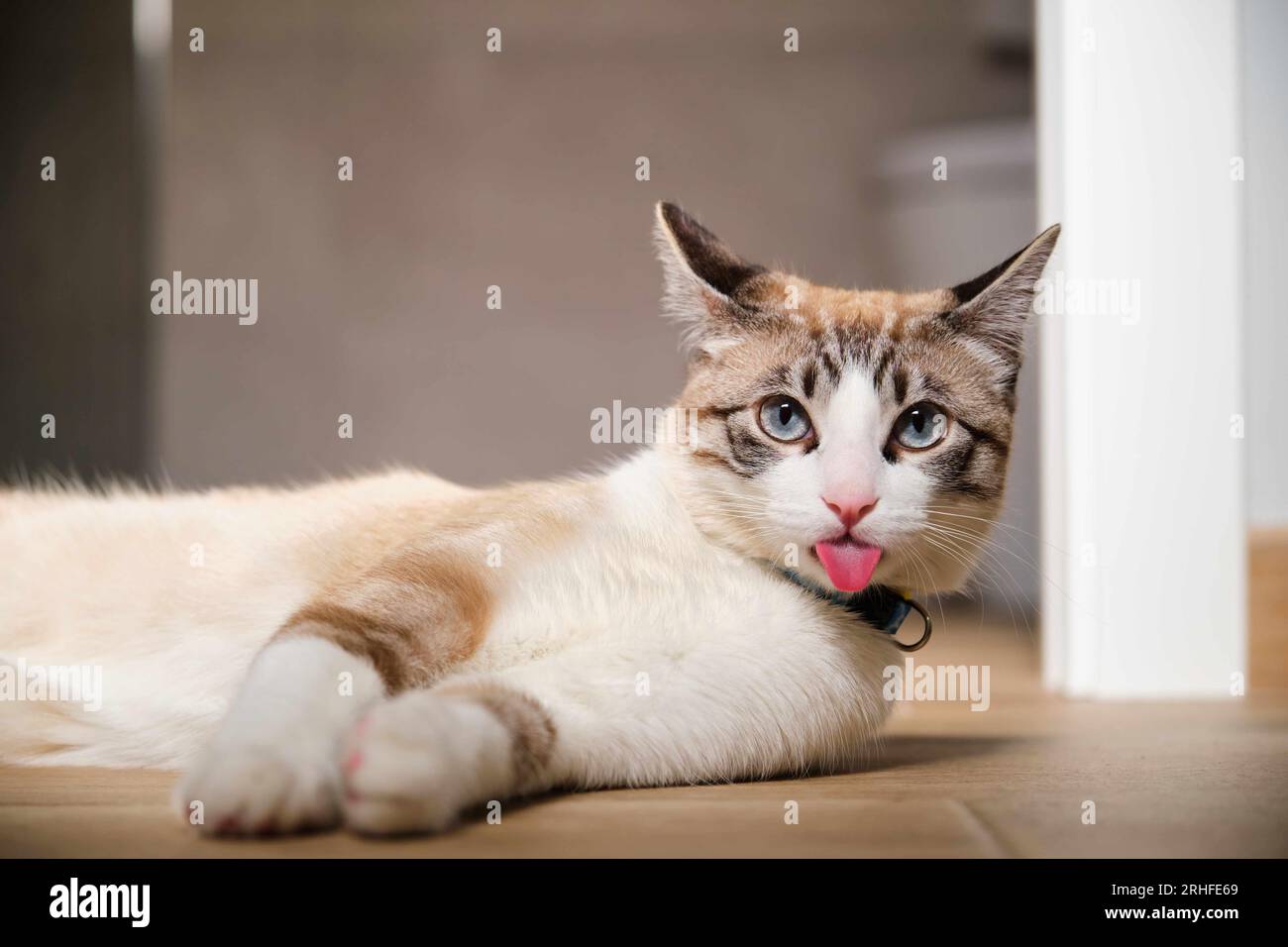 Funny cat sticking out his tongue laying at home Stock Photo - Alamy