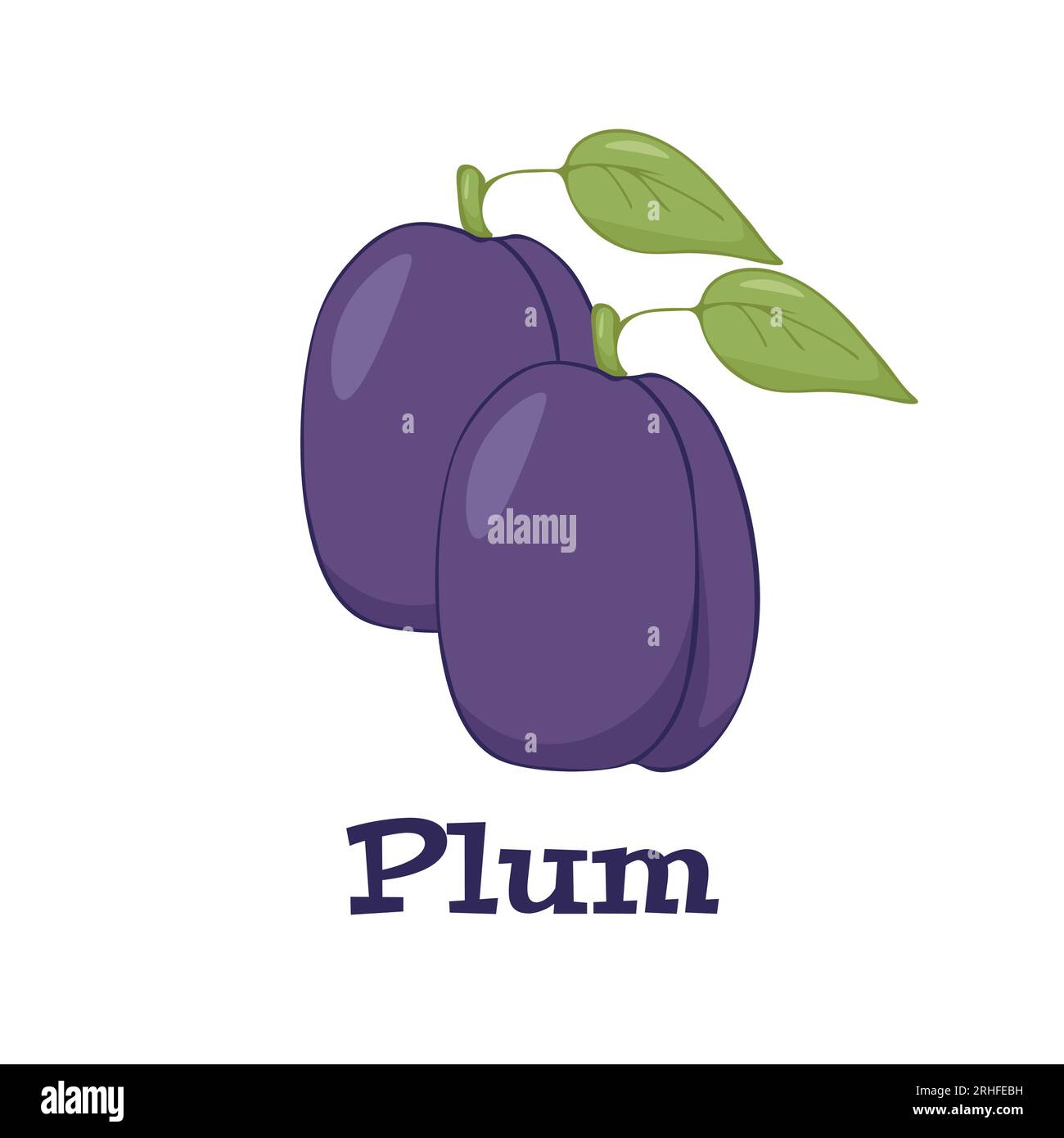 Two Plums isolated on a white background. Vector illustration Stock ...