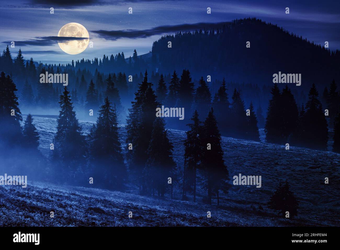 cold fog in conifer forest in mountains of Romania at night. wonderful ...