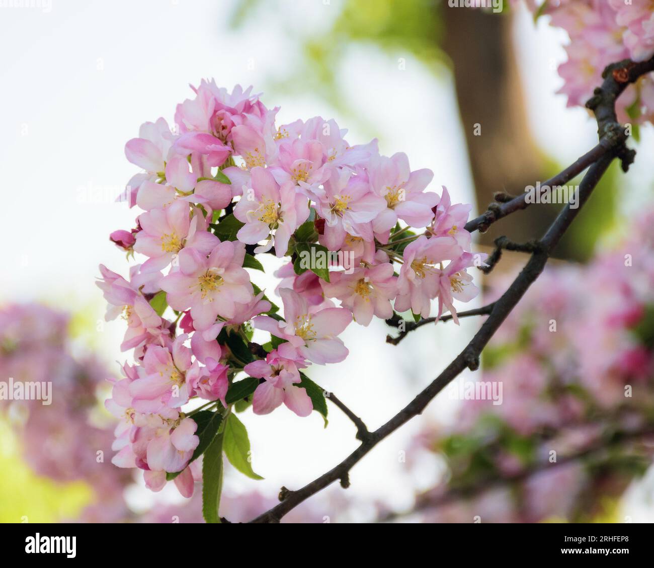 apple branch in blossom. closeup nature background in spring. warm ...