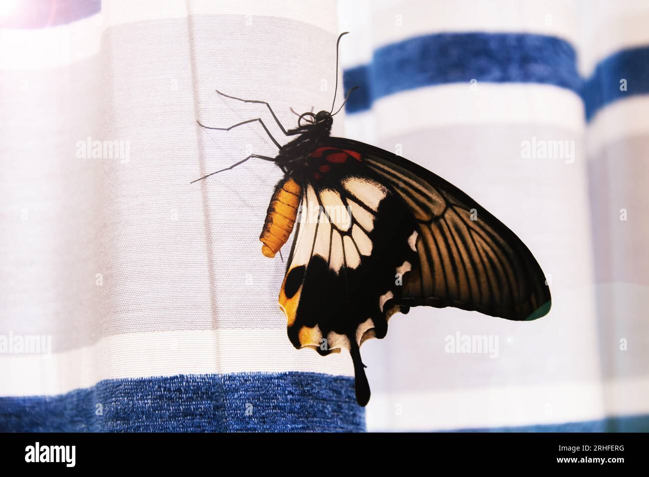 Big papilio lowi butterfly on the curtains highlighted by the sun from ...
