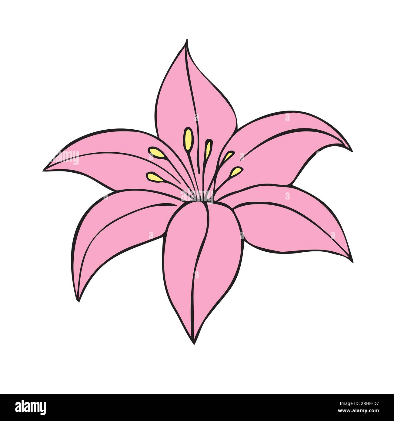 Vector hand drawn doodle sketch pink Lilly flower isolated on white ...