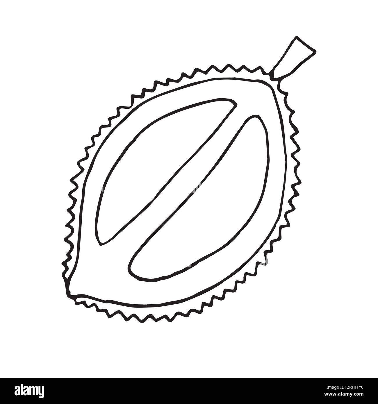 Vector hand drawn doodle sketch durian fruit isolated on white background Stock Vector Image ...