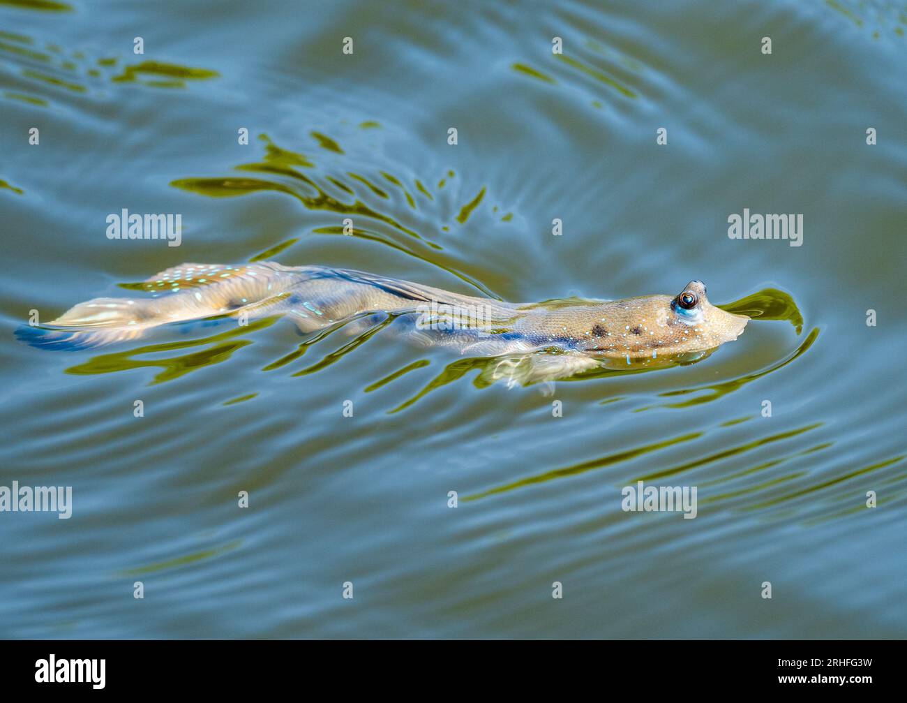 A Mudskipper fish (Periophthalmodon sp.) swimming in water. Java ...