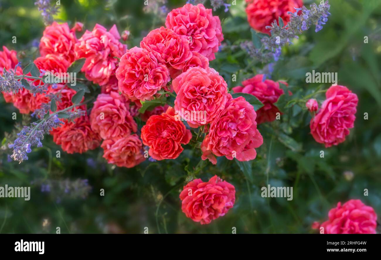 Old-fashioned, romantic flowers, spray pink rose in the garden Stock ...