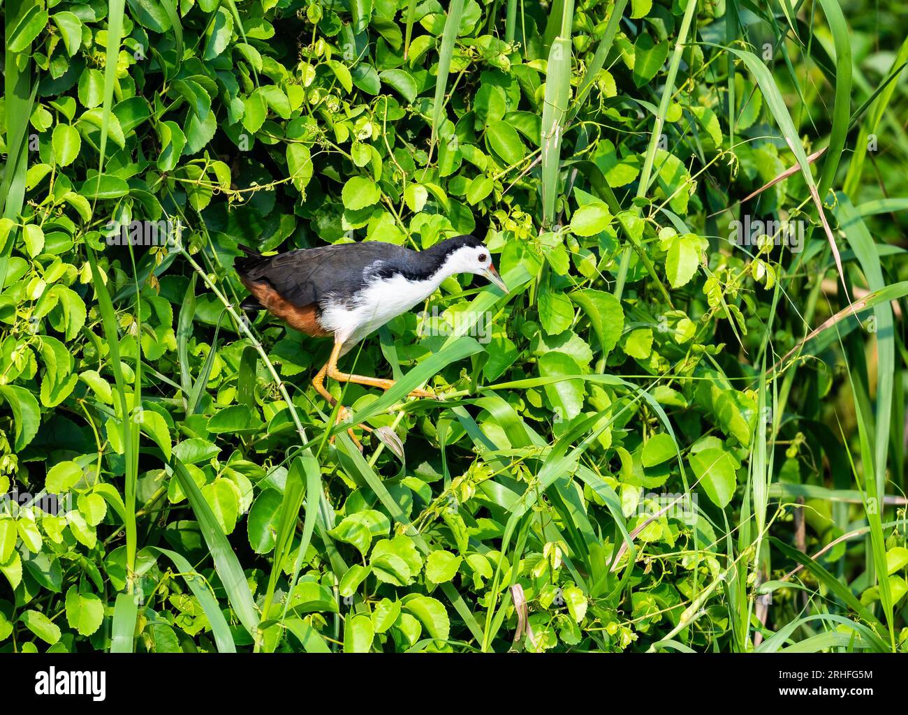 A White-breasted Waterhen (Amaurornis phoenicurus) walking on green ...